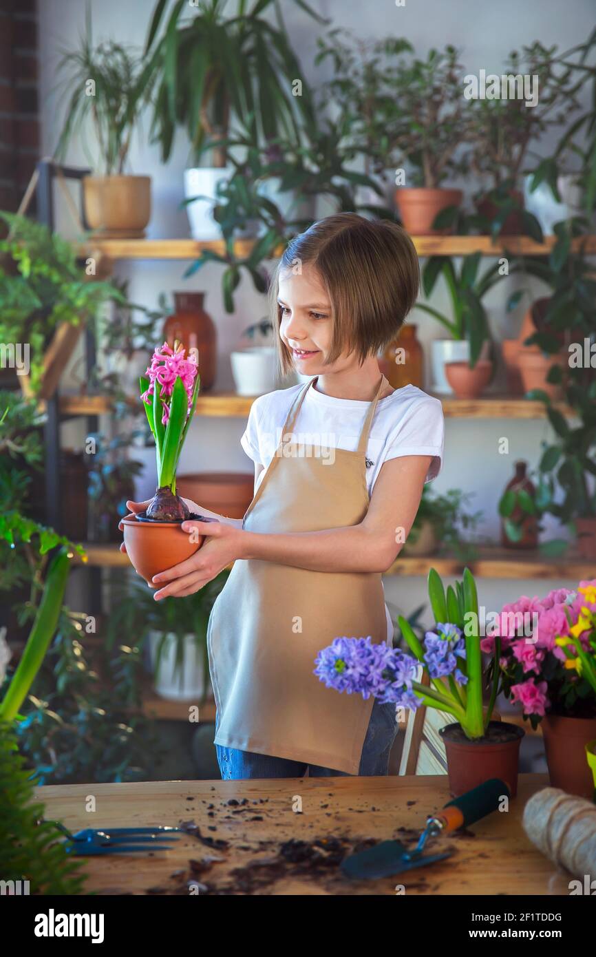 Little girl gardener plants hyacinth. Girl holding hyacinth in flower ...
