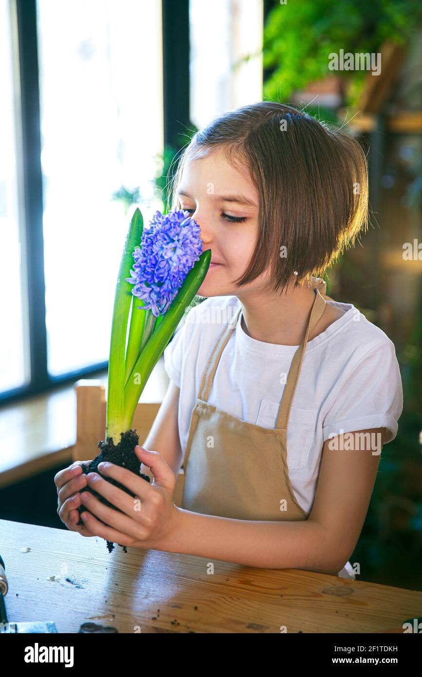 Little girl gardener plants hyacinth. Girl holding hyacinth in flower ...