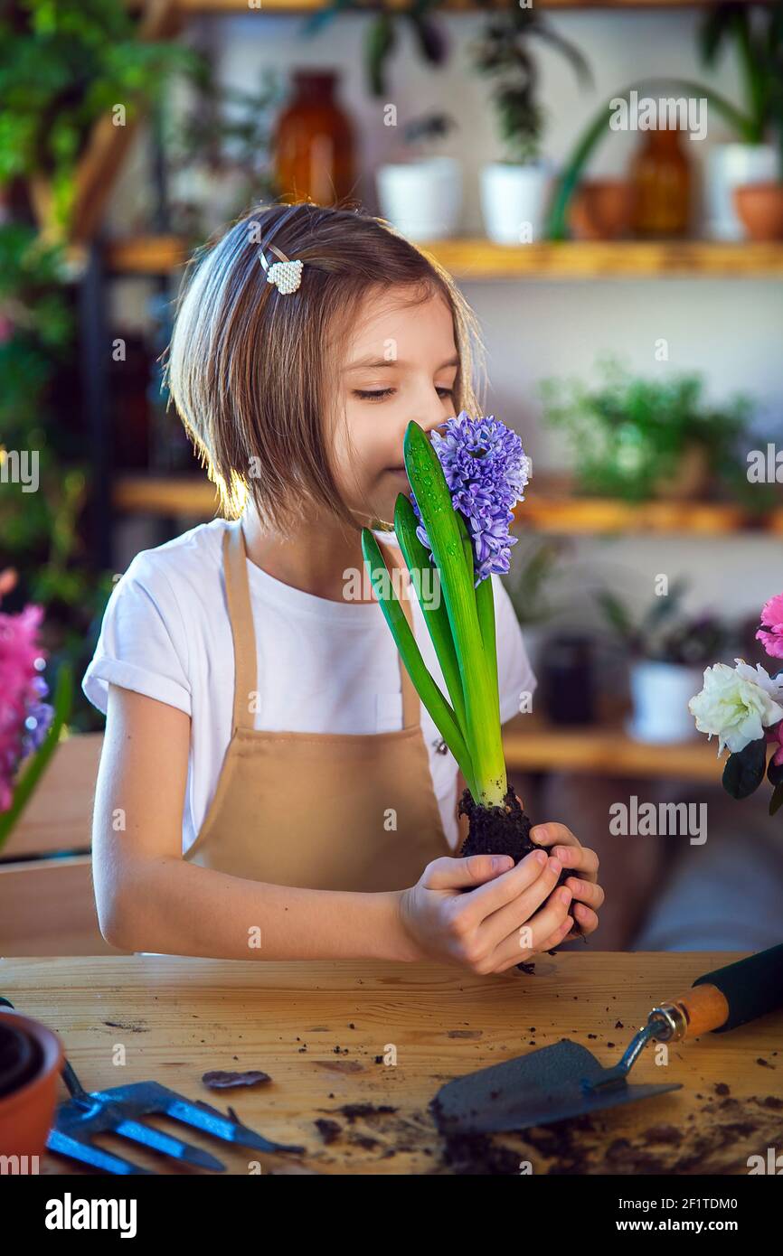 Little girl gardener plants hyacinth. Girl holding hyacinth in flower ...