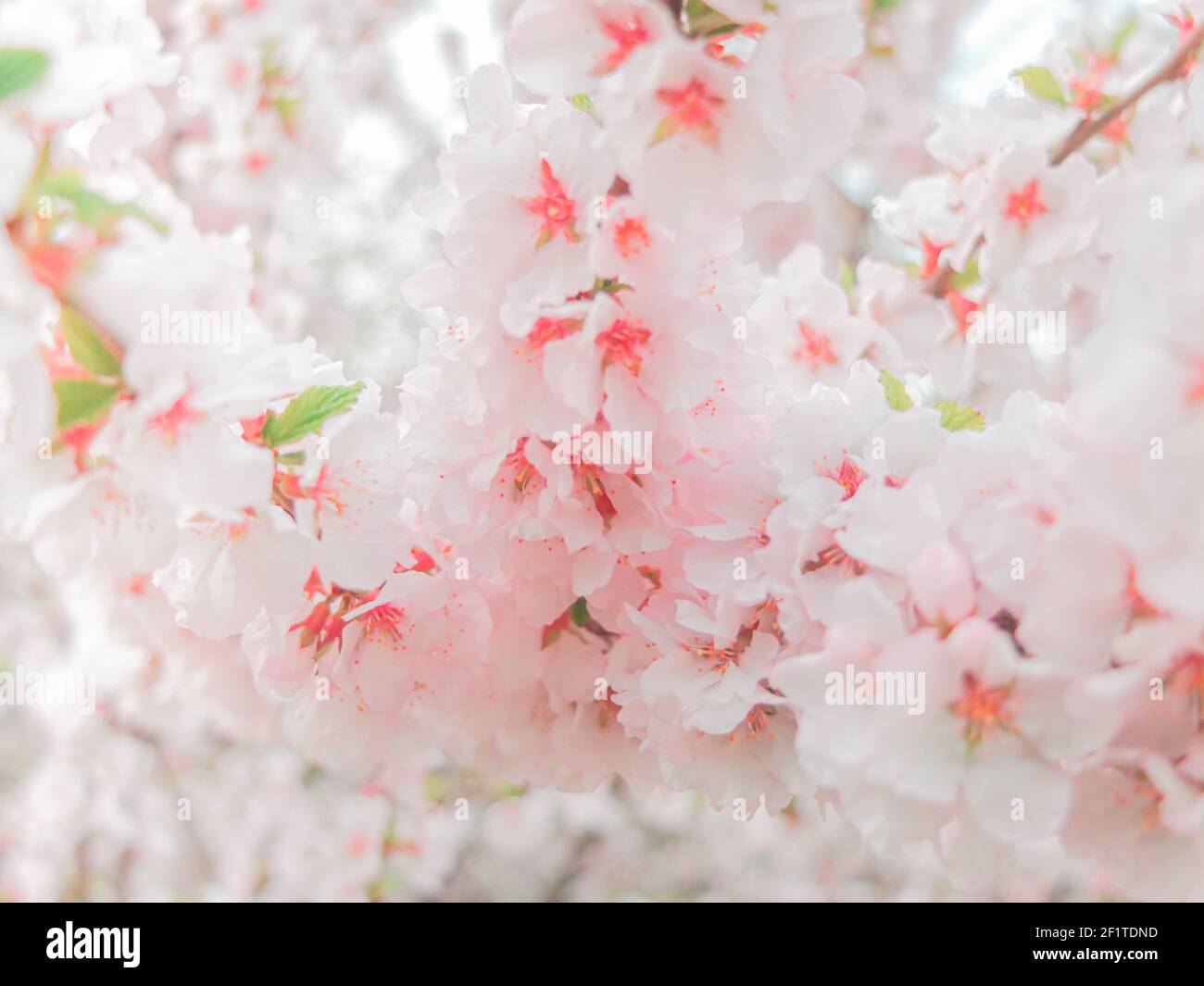 Sakura blooming tree landscape hi-res stock photography and images - Alamy
