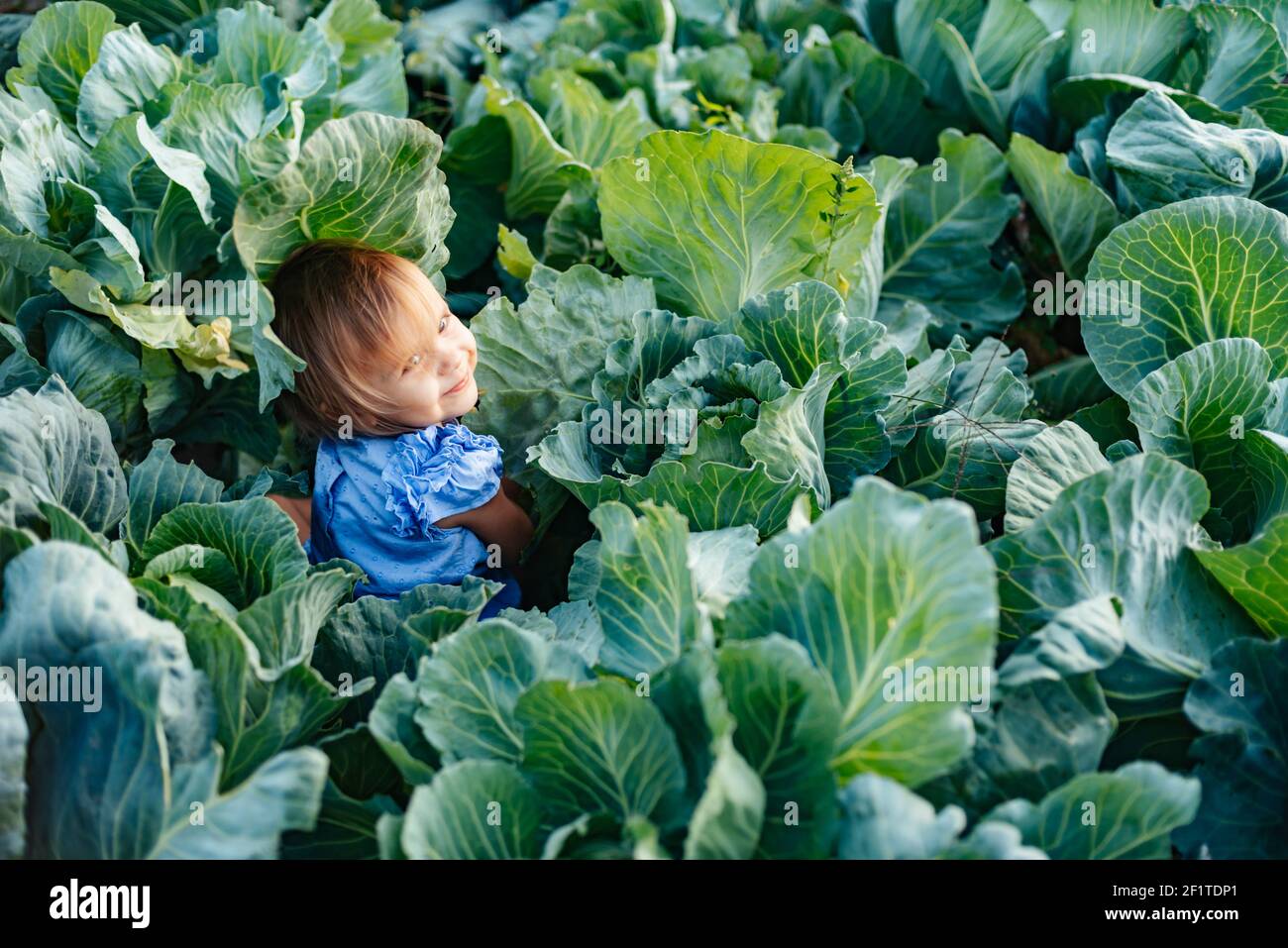 Baby sitting in cabbage plant. Cute little girl on cabbage field ...