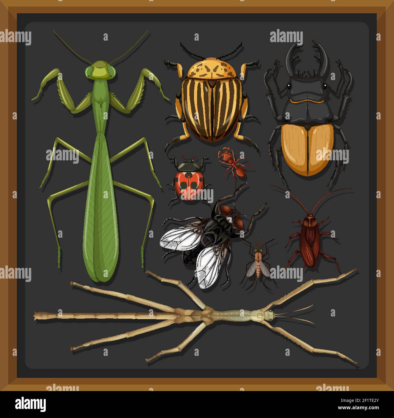 Set of different insects in wooden frame background illustration Stock ...