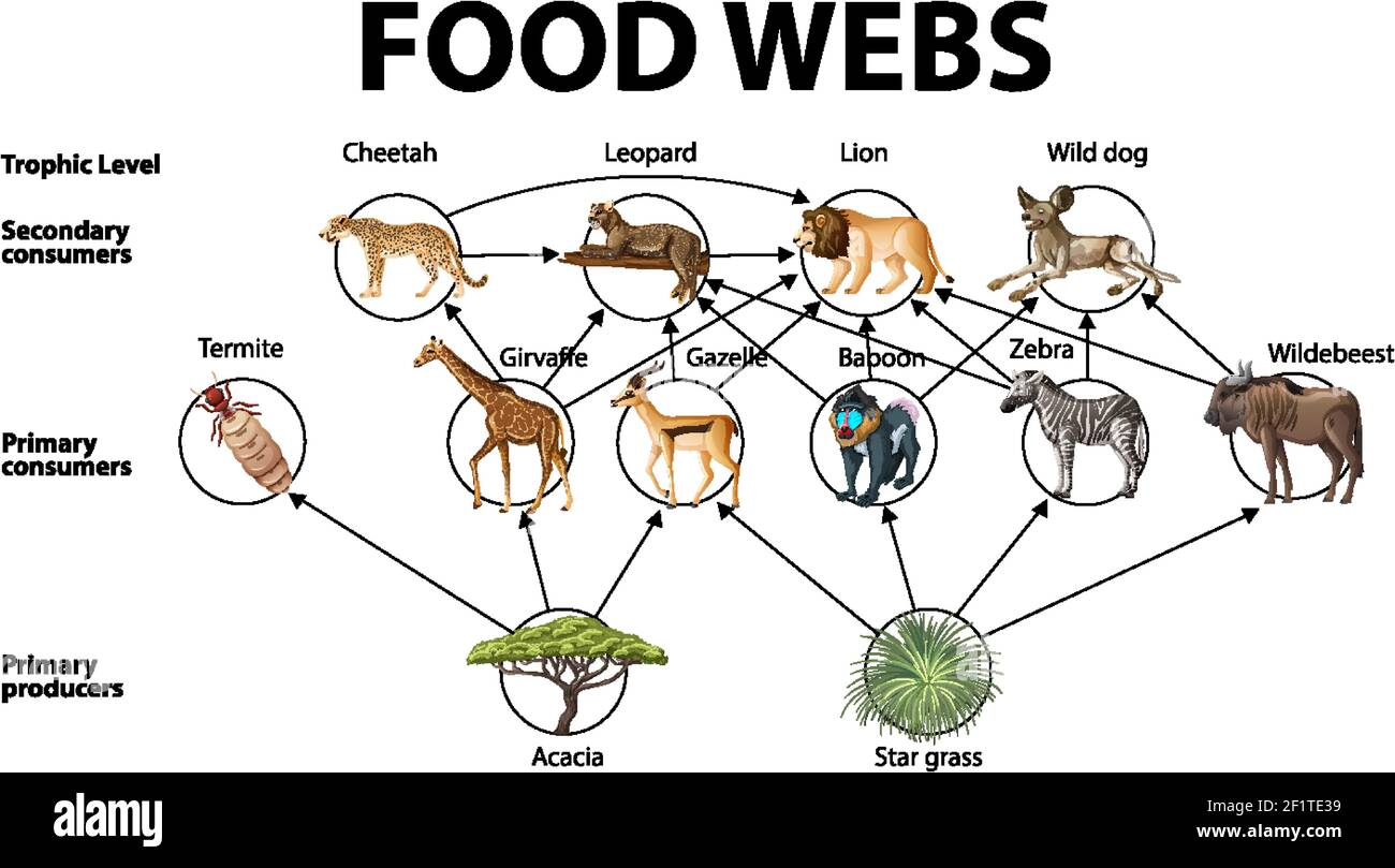 Education poster of biology for food webs diagram illustration Stock ...