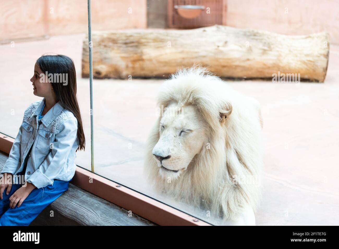 little girl and lion behind glass at the zoo Stock Photo - Alamy