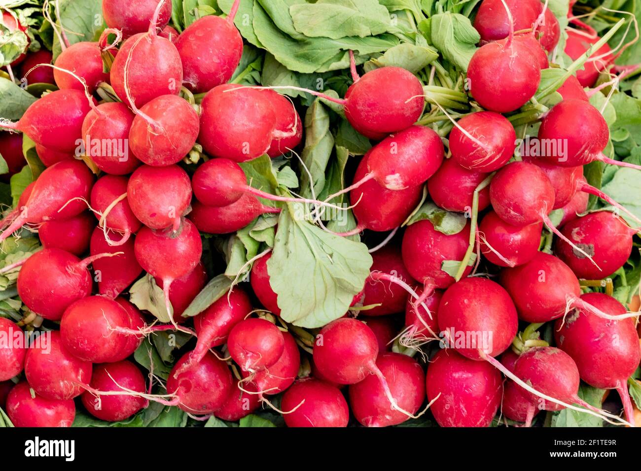 Close up view of bunches of organic radishes Stock Photo - Alamy