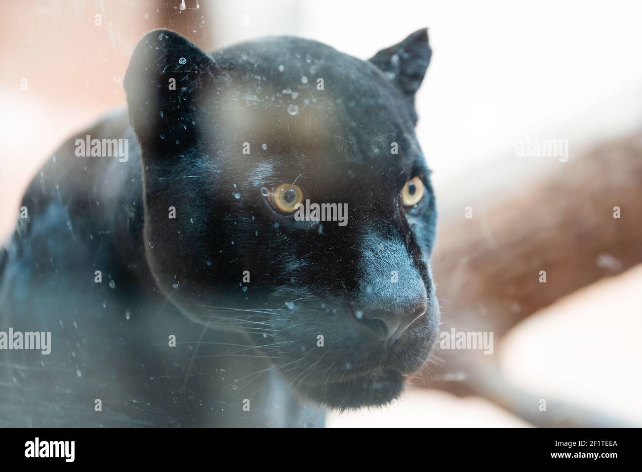 black panther shot close up behind glass at the zoo Stock Photo - Alamy