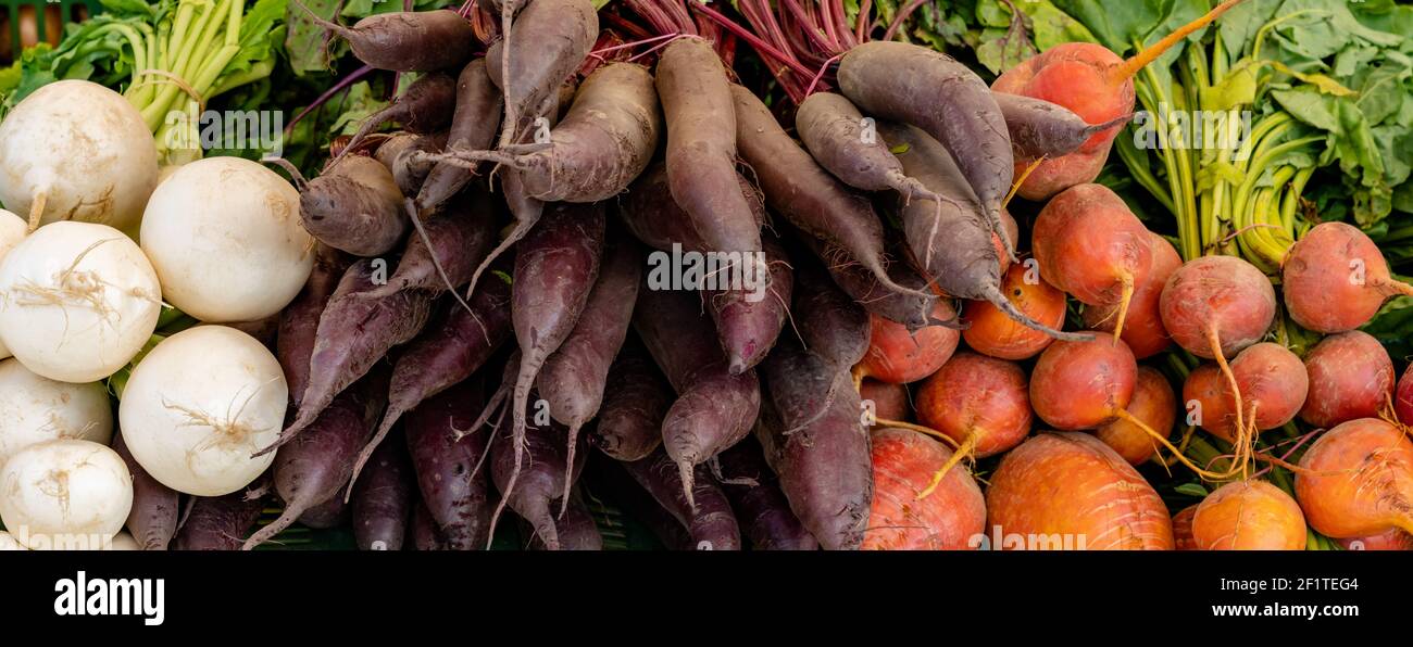 Close up view of organic turnips in different colors and species Stock ...