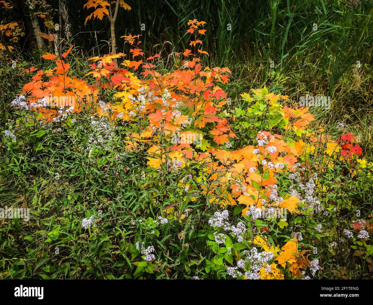 Young maple tree sapling hi-res stock photography and images - Alamy