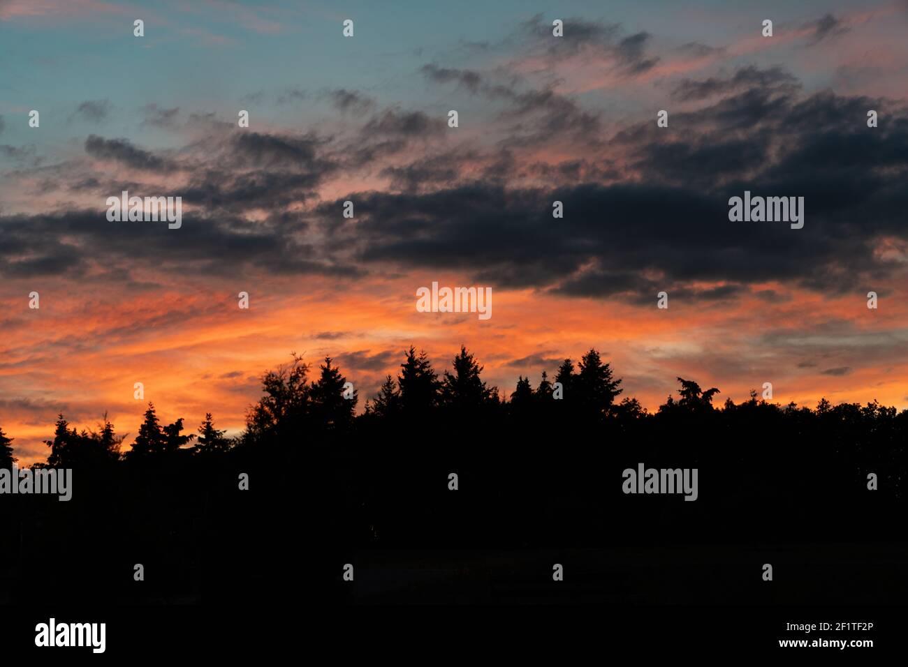 Beautiful colorful sunset sky over black forest pine trees Stock Photo ...