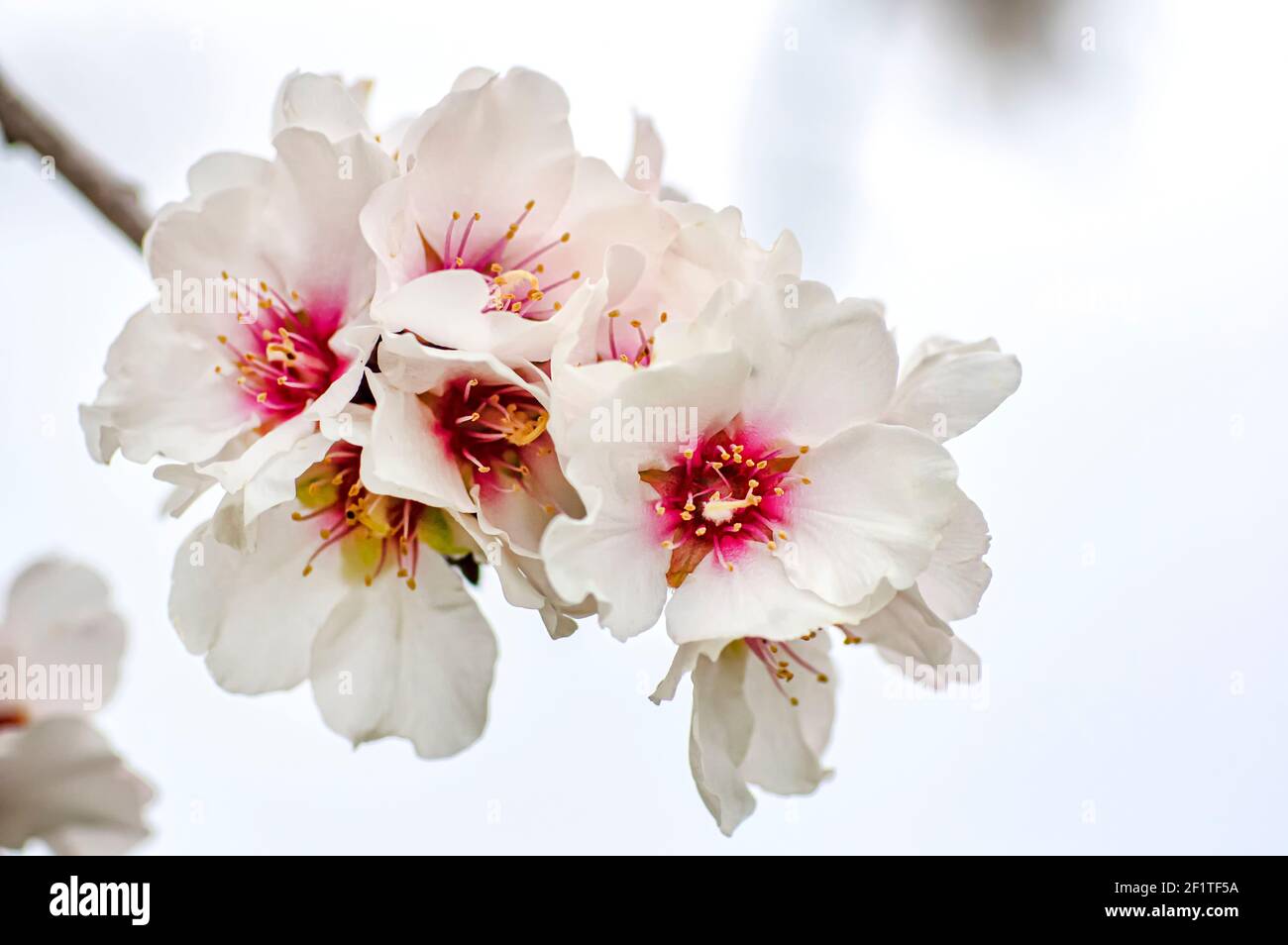 Almond Blossom Photographed in Sardinia, Flowered Almond Tree and ...