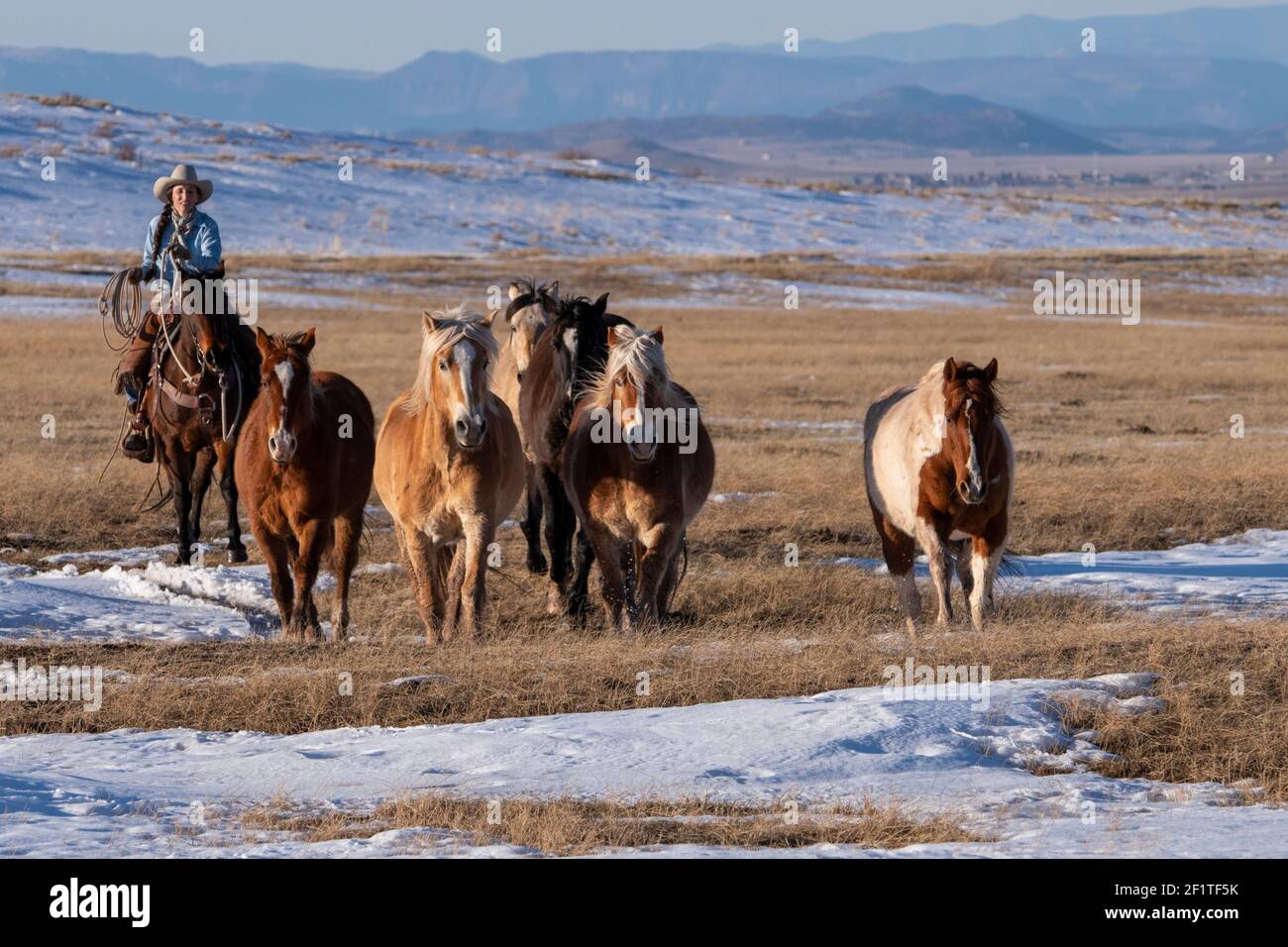 USA, Colorado, Custer County, Westcliffe, Music Meadows Ranch. Female ...