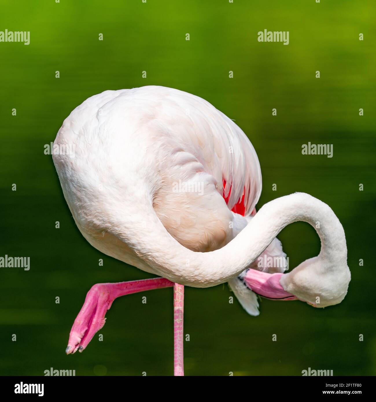 Flamingo cleaning hi-res stock photography and images - Alamy