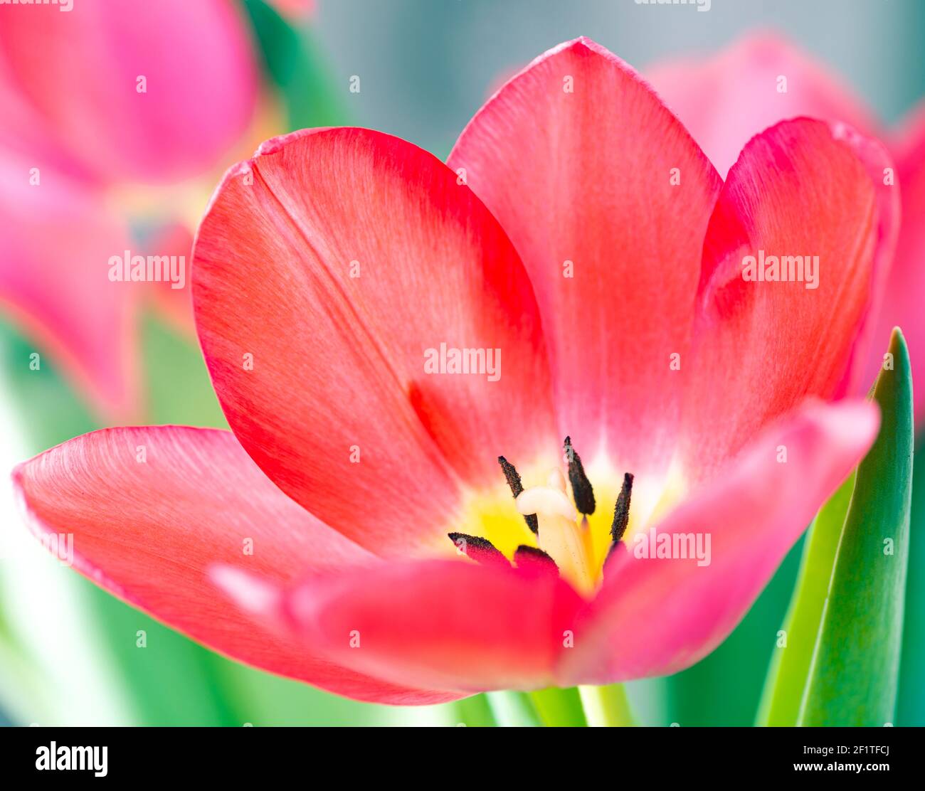 Opened petals of a pink tulip close-up. Cute pink tulips, spring pink ...