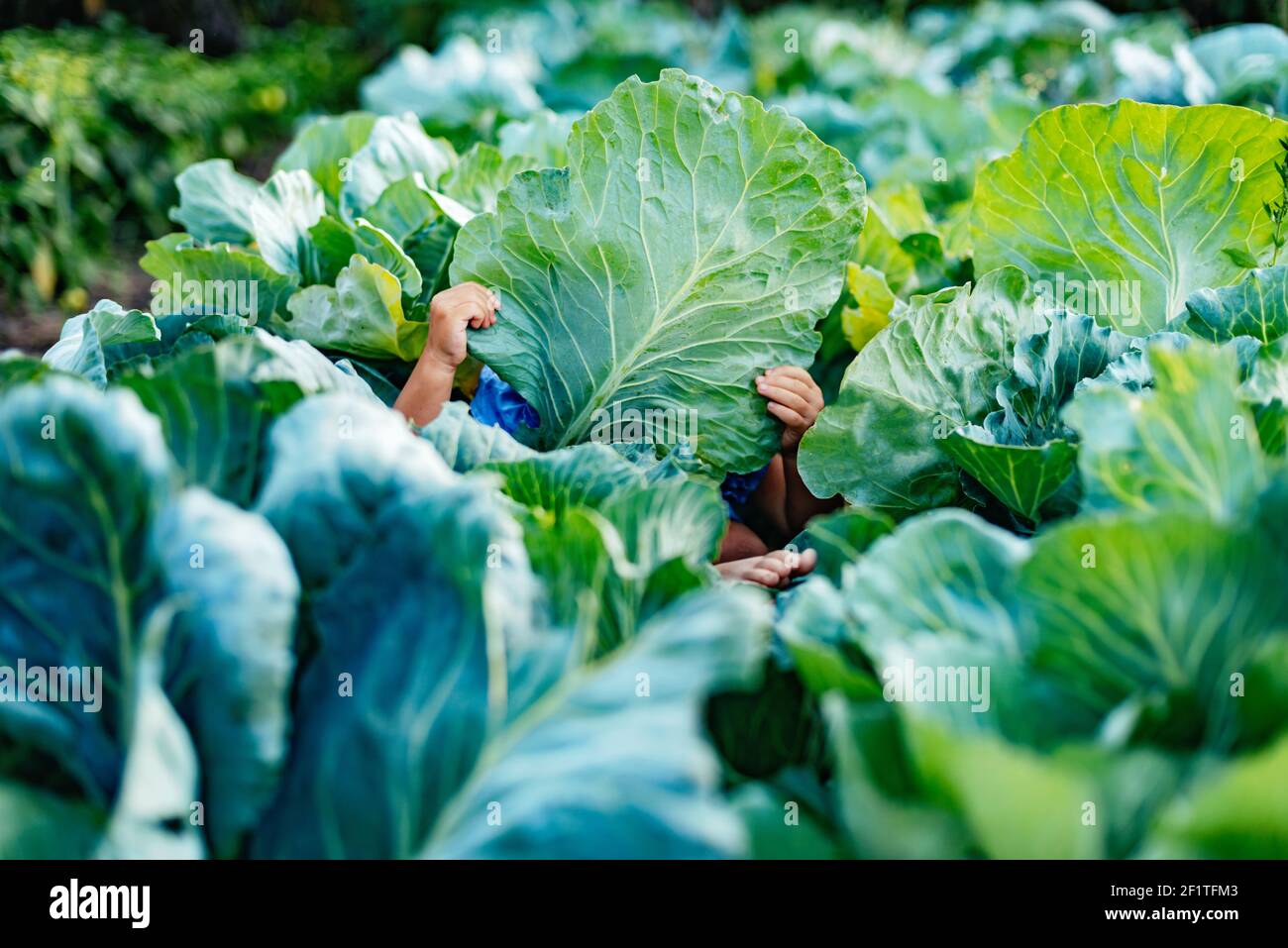 Baby sitting in cabbage plant. Cute little girl on cabbage field ...
