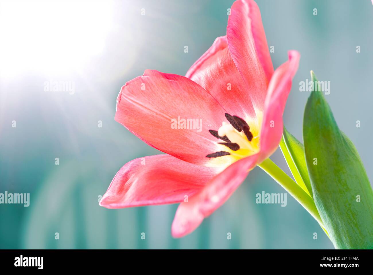 Opened petals of a pink tulip close-up. Cute pink tulips, spring pink ...