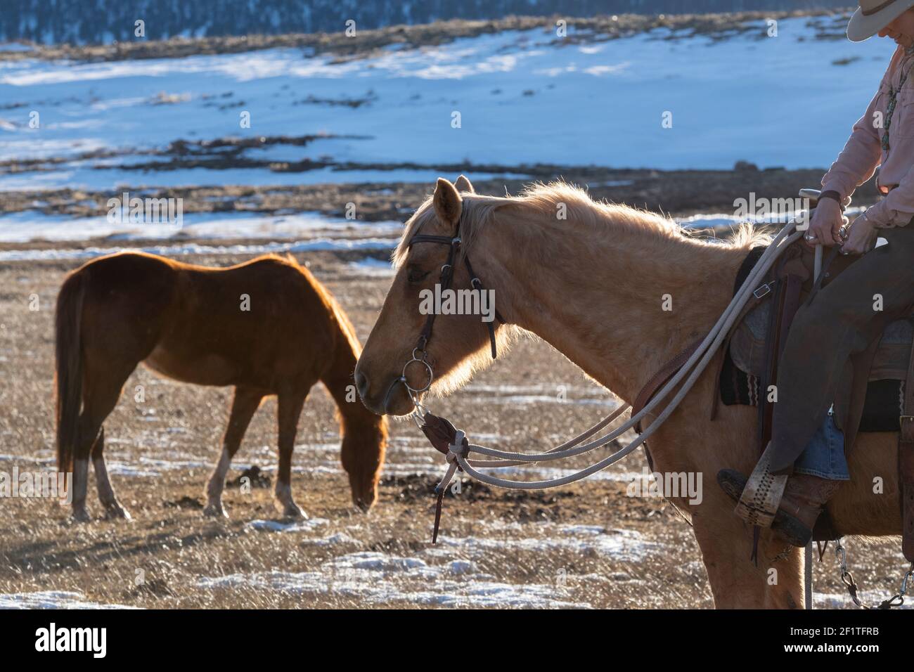 USA, Colorado, Custer County, Westcliffe, Music Meadows Ranch. Female ...