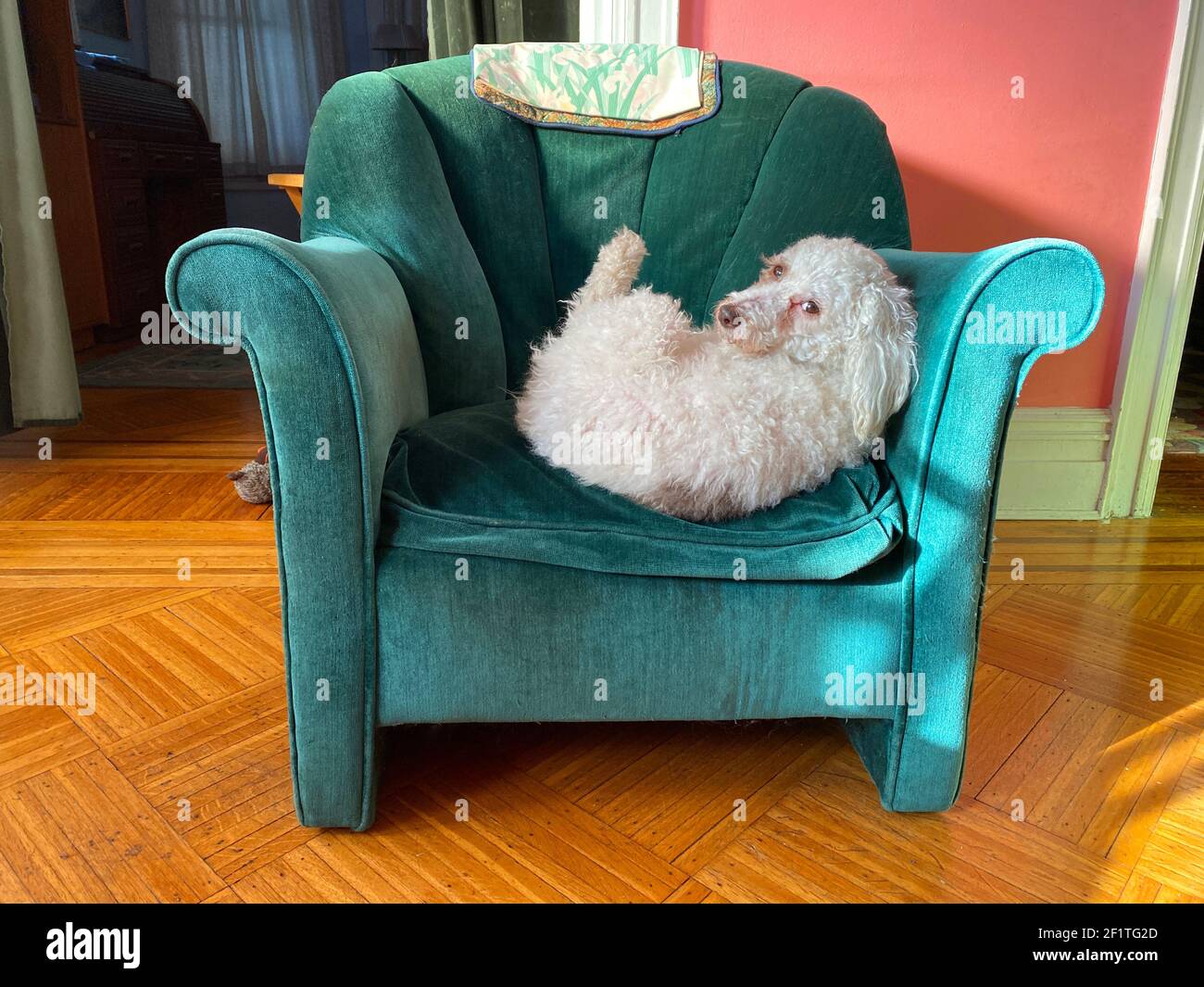 Dog feeling comfortable lounging on a soft chair at home Stock Photo ...
