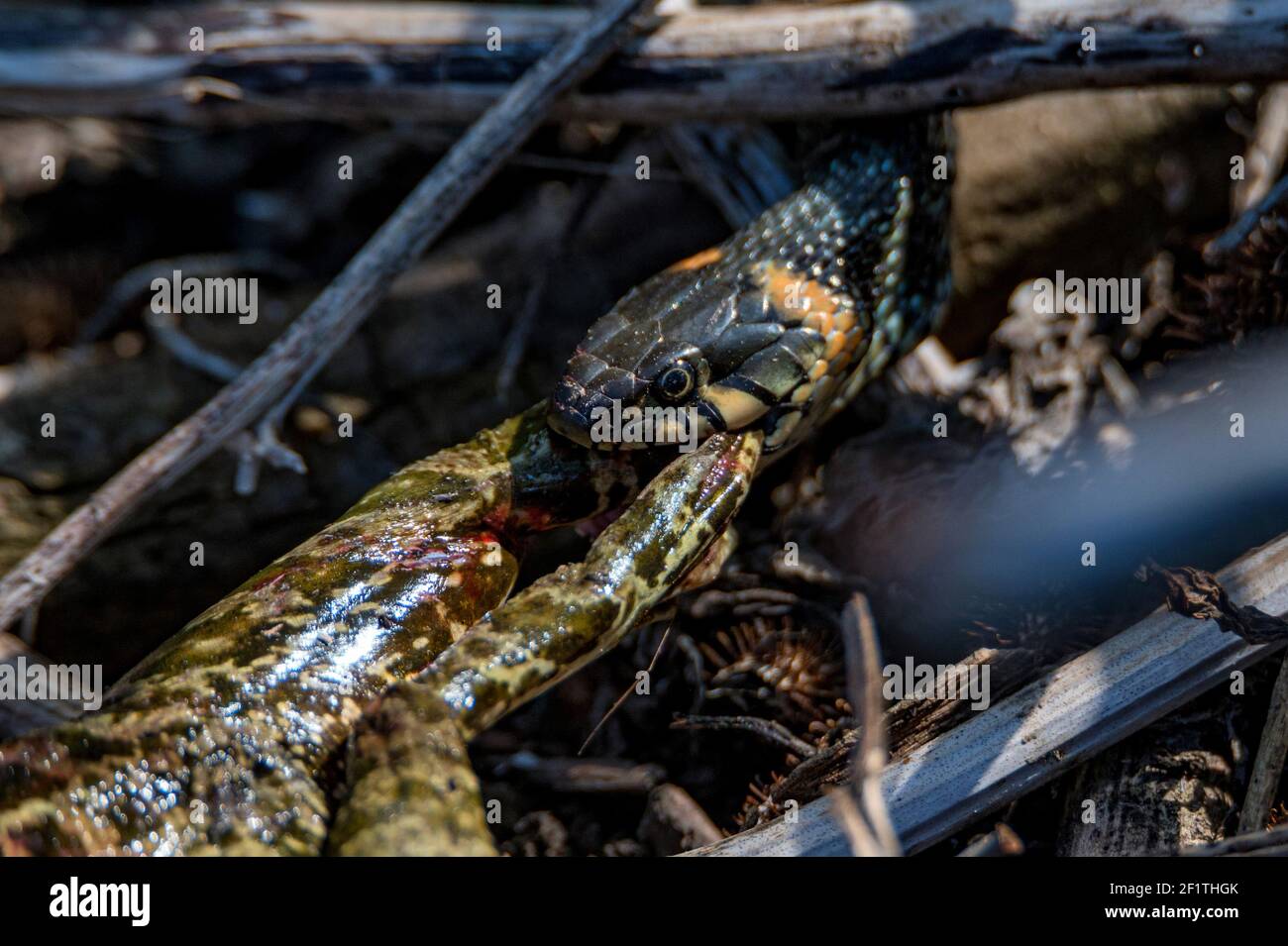 Grass snake or Natrix natrix is eating its prey toad Stock Photo - Alamy