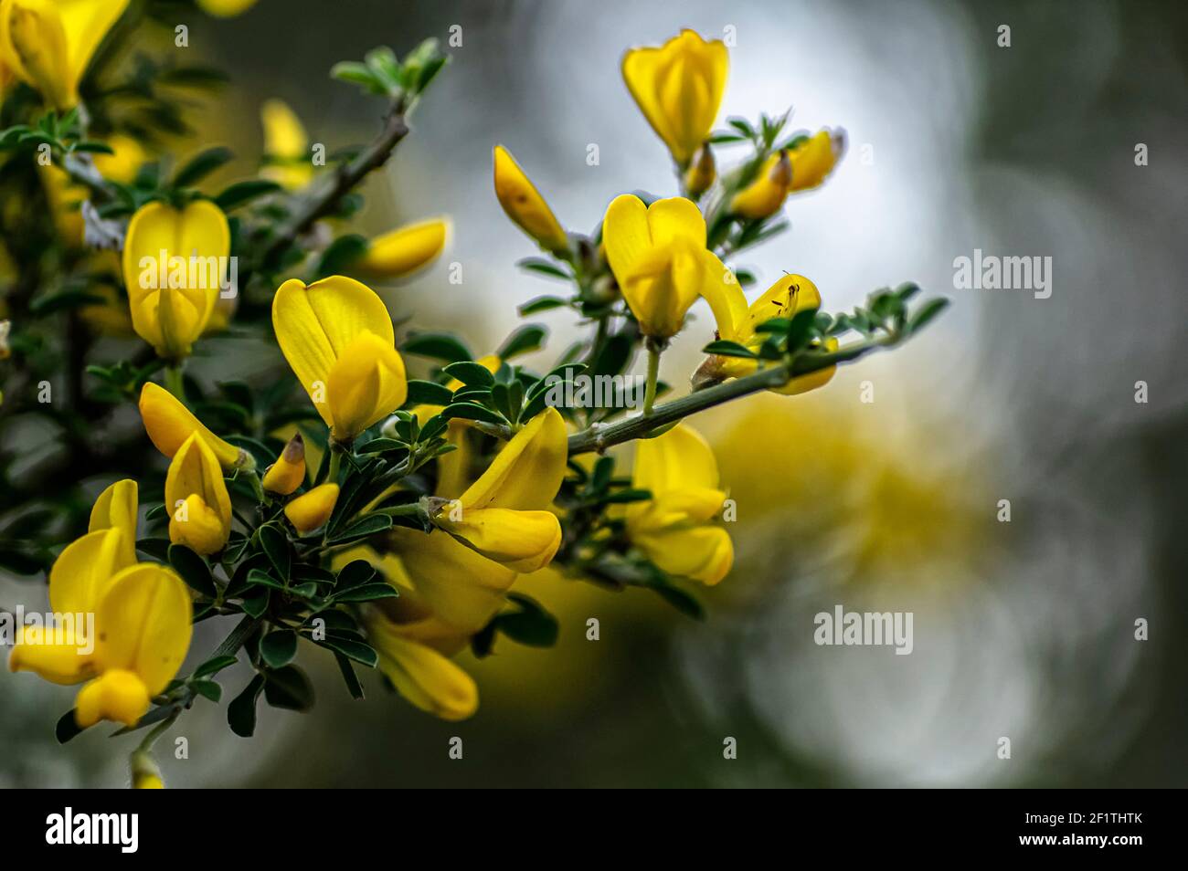 Wild Broom in Bloom Macro Photography Sardinia Stock Photo - Alamy
