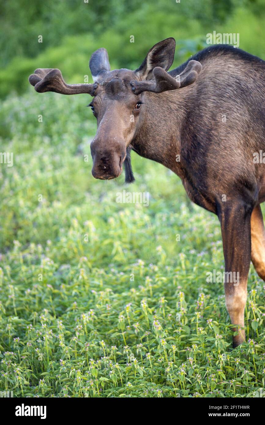 Young Bull Moose Mid Summer with Antlers coming soon Stock Photo - Alamy