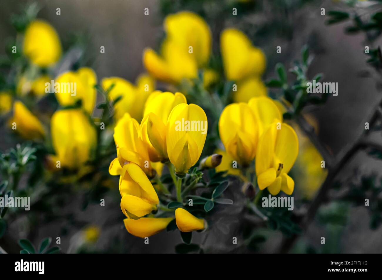Wild Broom in Bloom Macro Photography Sardinia Stock Photo - Alamy