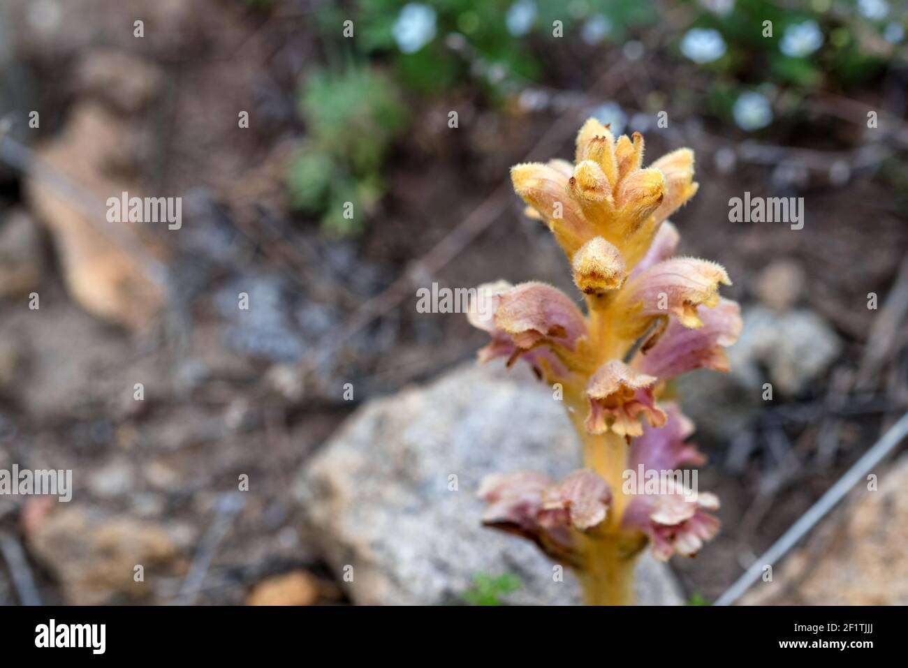 Orobanche minor, the hellroot, common broomrape, lesser broomrape ...