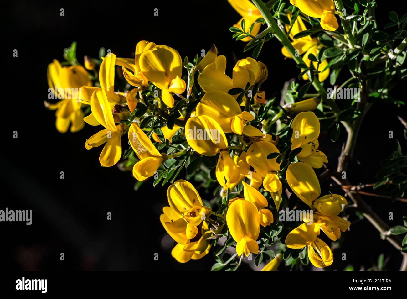 Wild Broom in Bloom Macro Photography Sardinia Stock Photo - Alamy