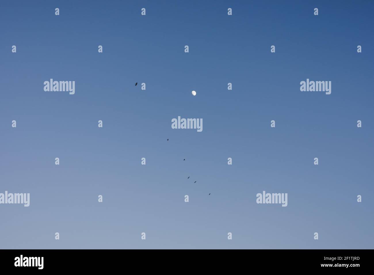 Scenery with blue sky, bright, rising moon and flock of birds flying in ...