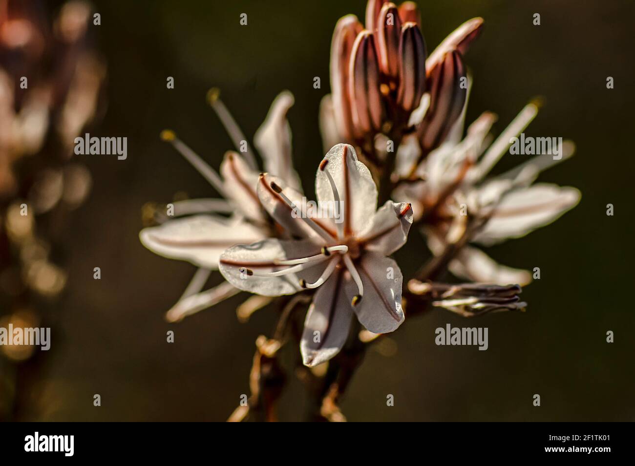 Asphodel Photographed in the Countryside of Sardinia with Selective ...