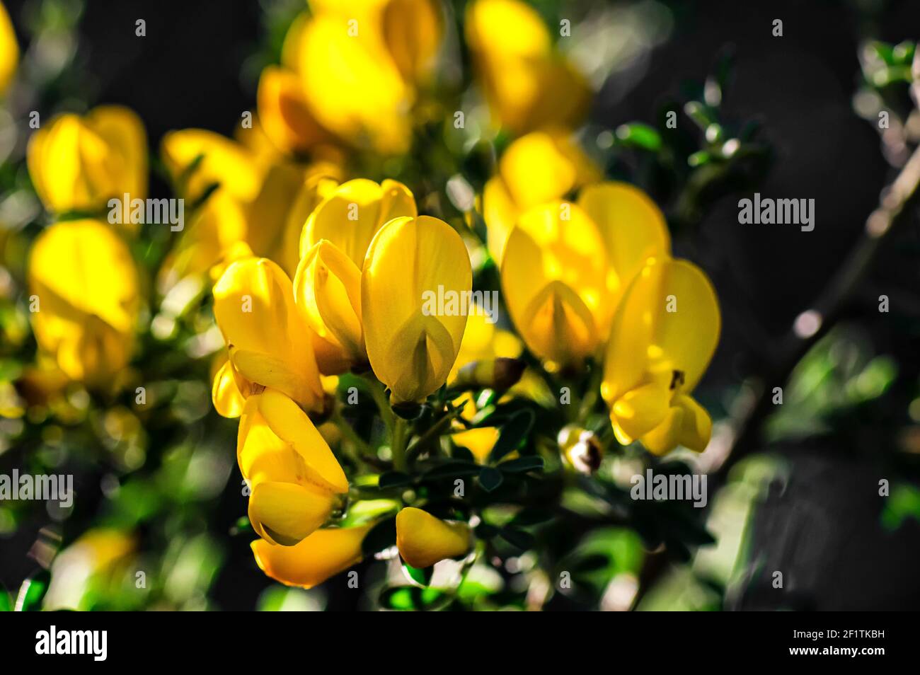 Wild Broom in Bloom Macro Photography Sardinia Stock Photo - Alamy