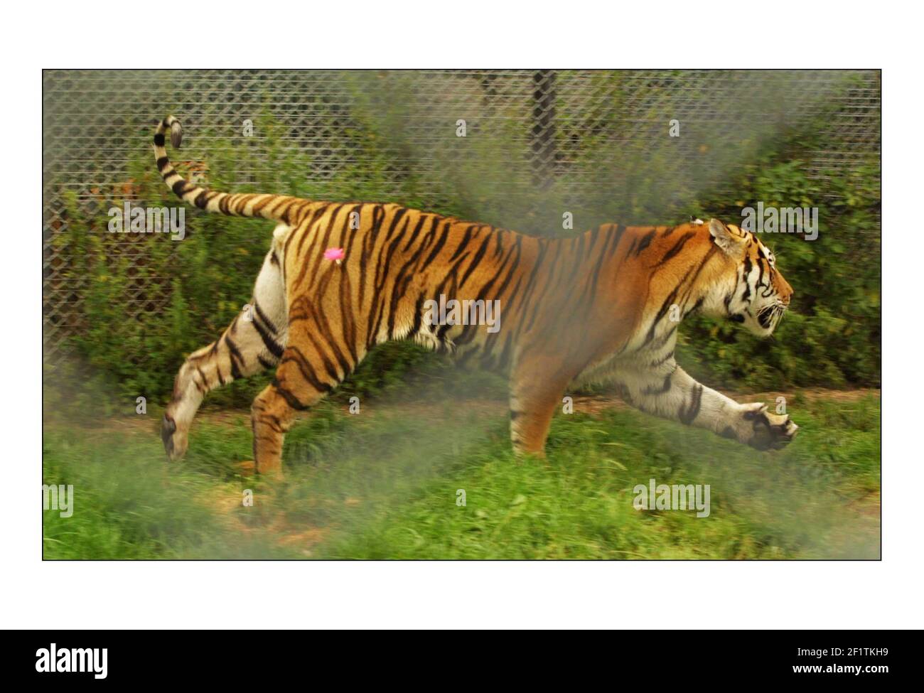 Two Siberian Tigers, Cuddles and Devoshka were today darted and crated ...