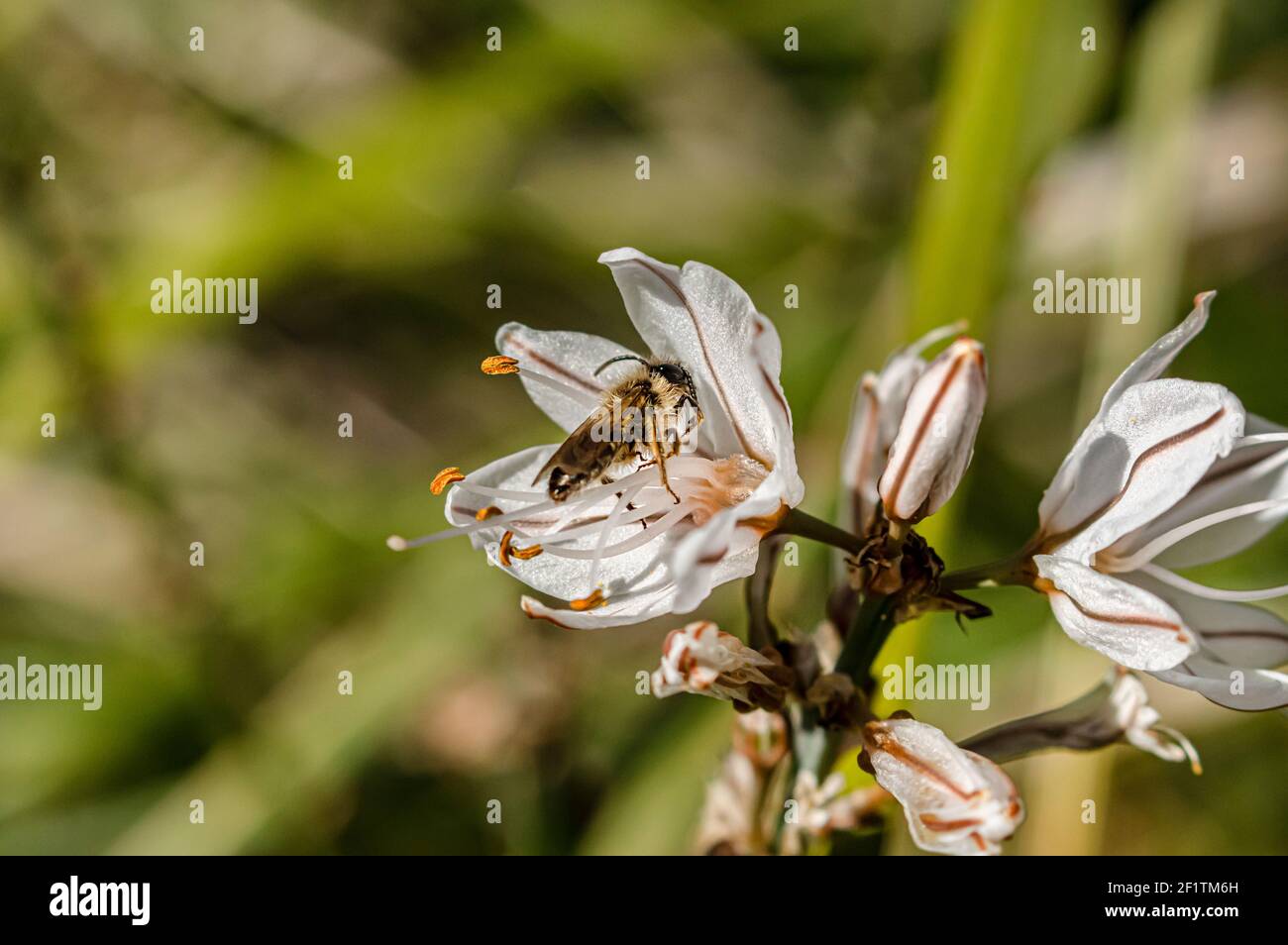 Asphodel Photographed in the Countryside of Sardinia with Selective ...