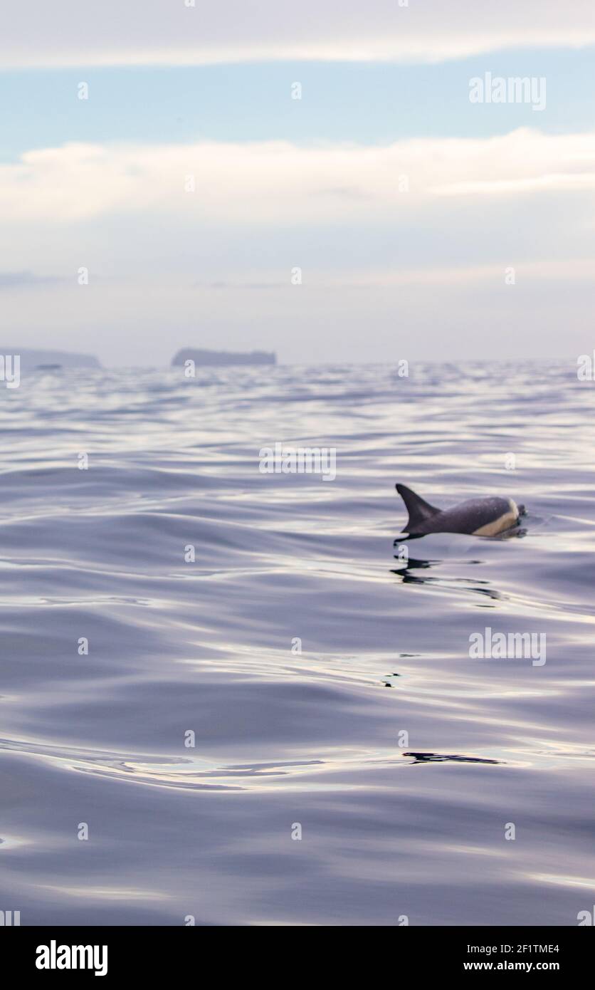 Common dolphin at the Azores islands, whale watching activity, great ...