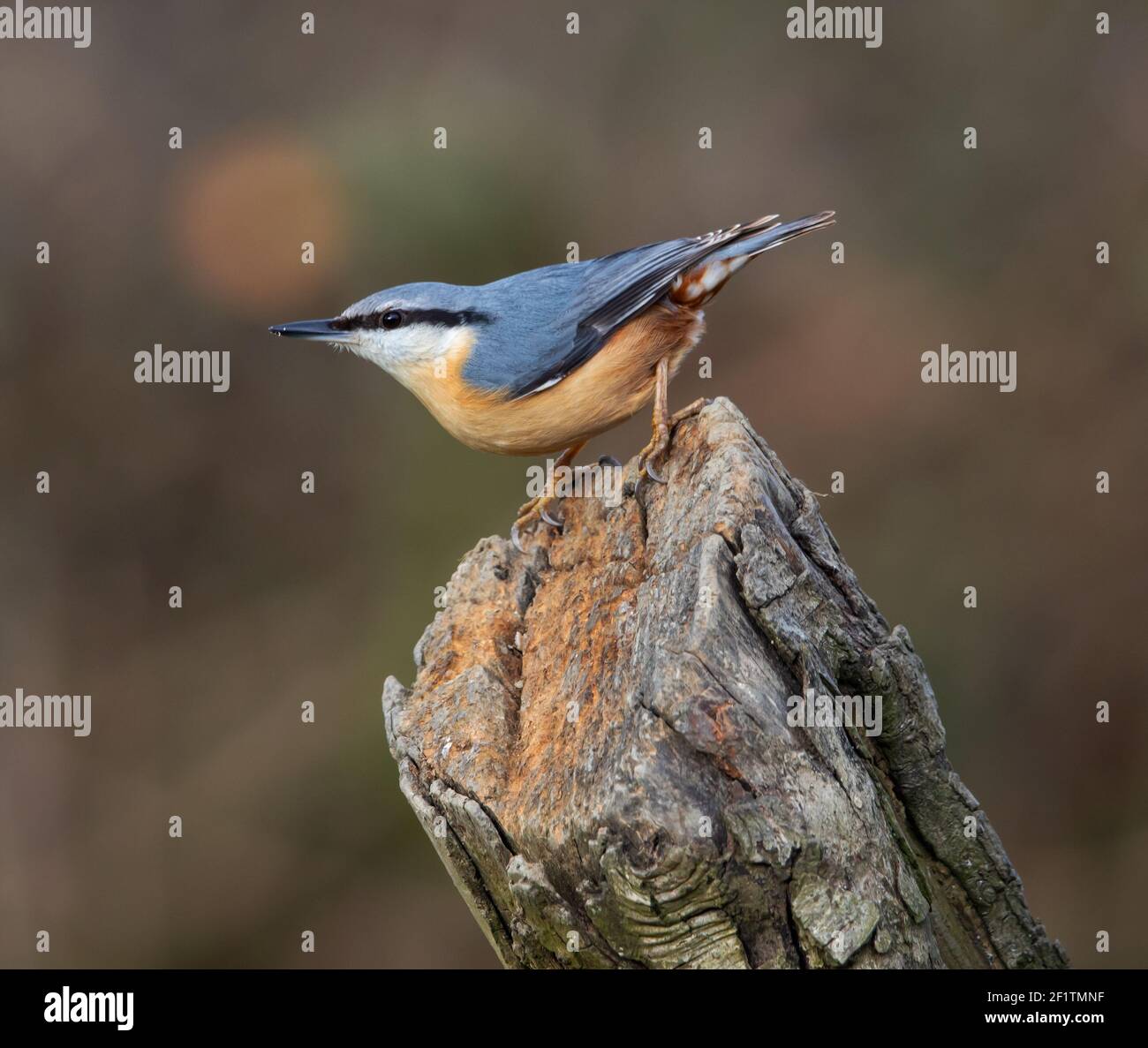 Nuthatch posing on a tree stump in the sunshine Stock Photo - Alamy