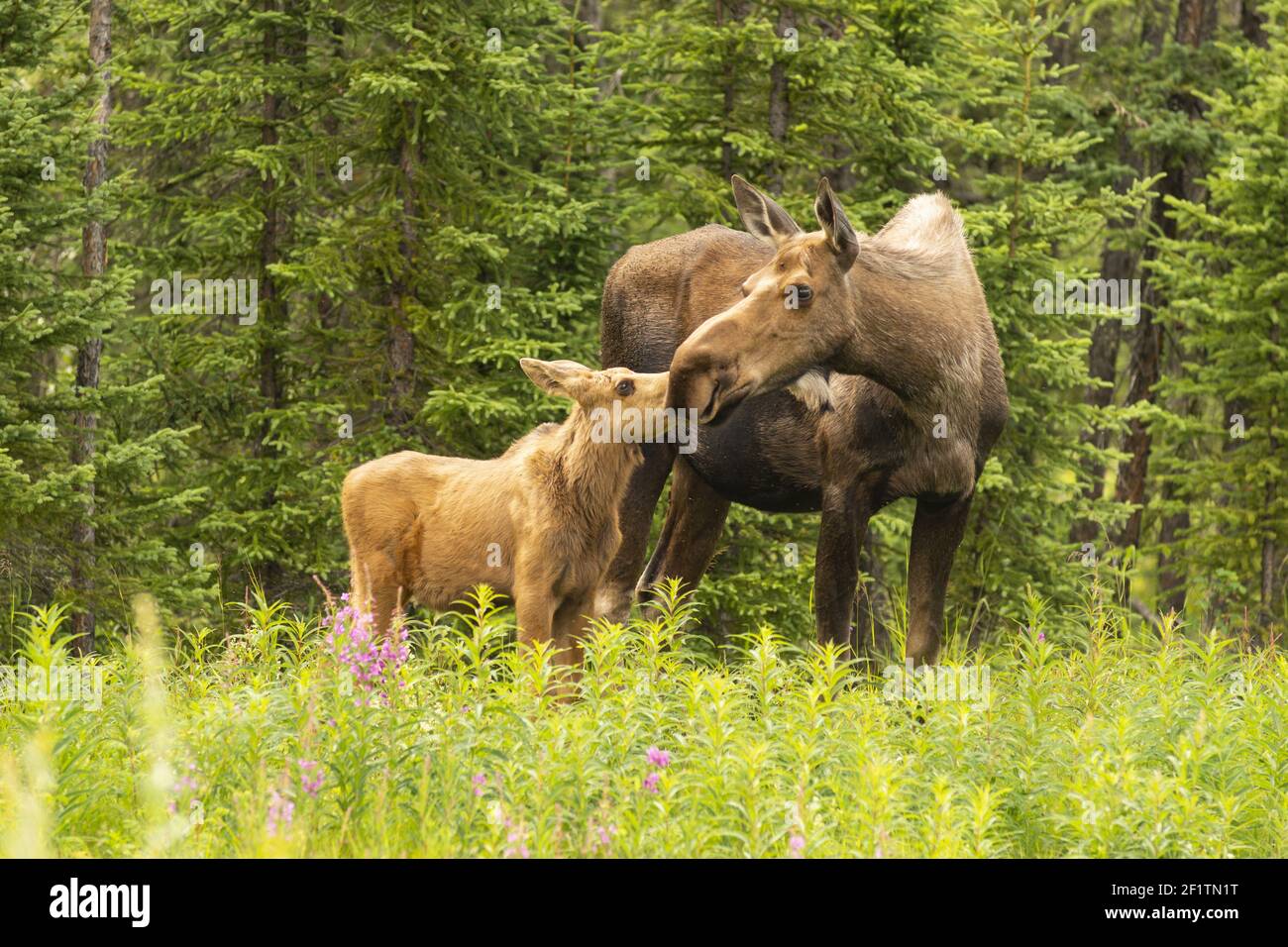 Moose nose hi-res stock photography and images - Alamy
