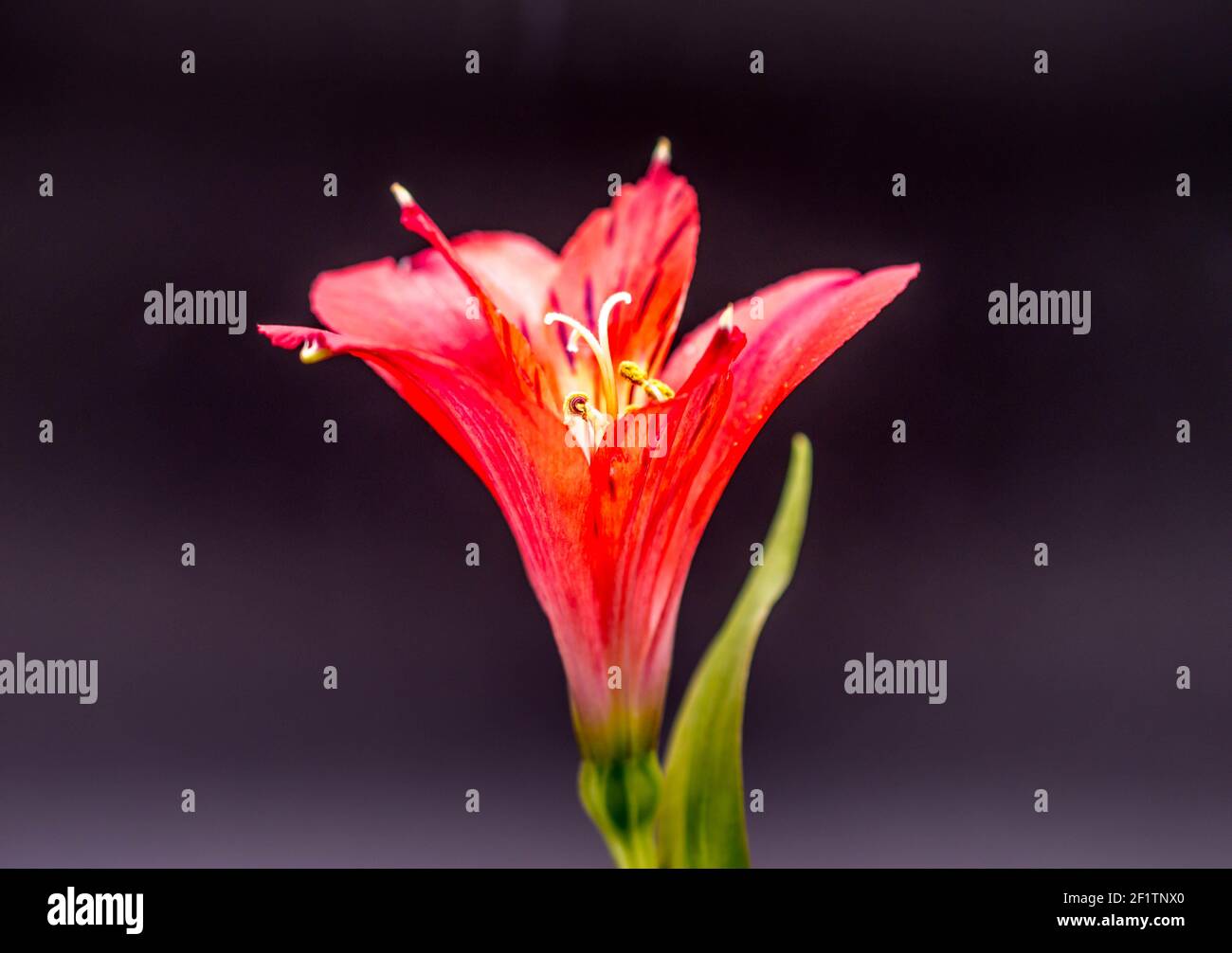 Modern red flower with black background Stock Photo - Alamy