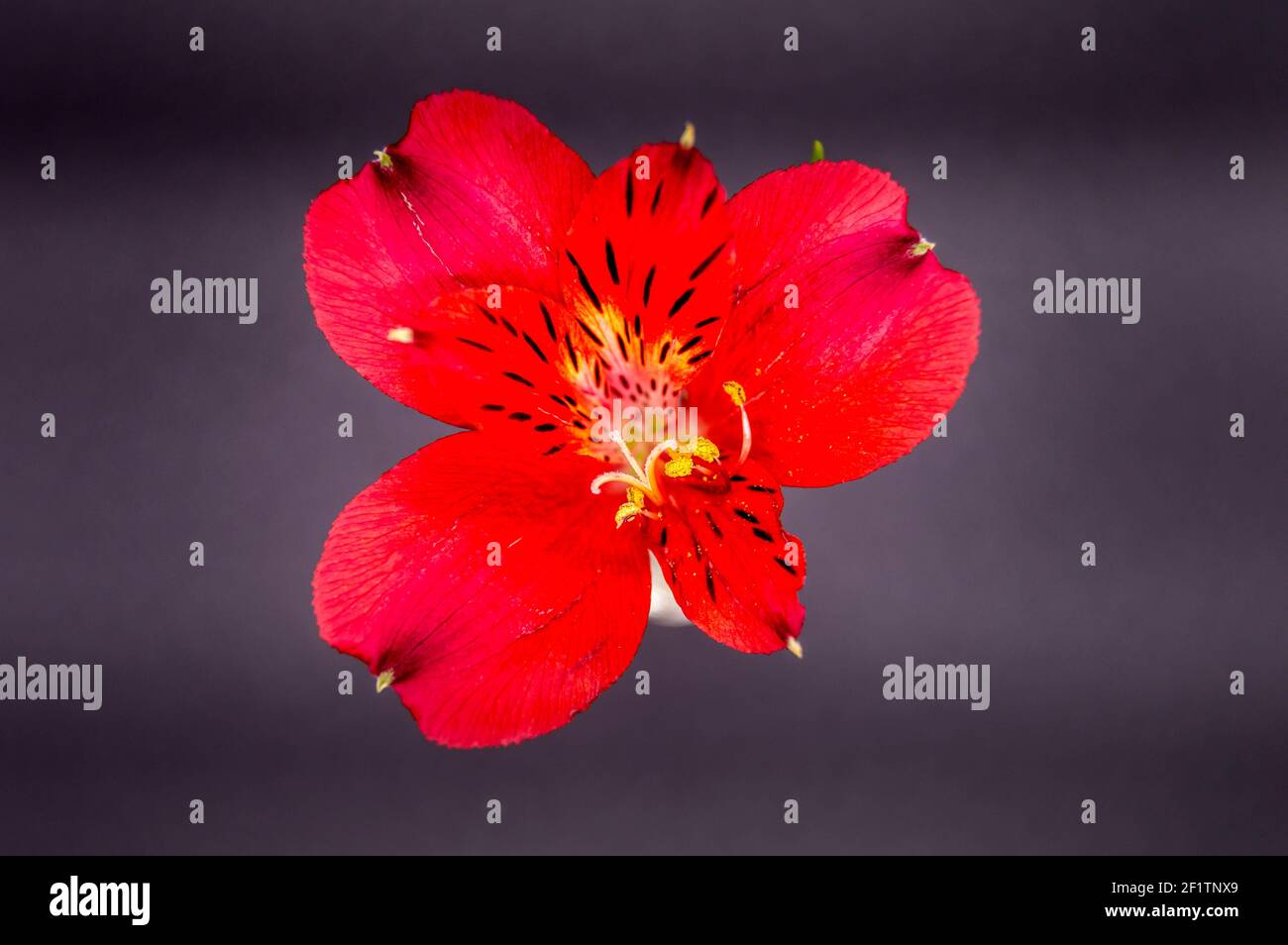 One side flower picture hi-res stock photography and images - Alamy