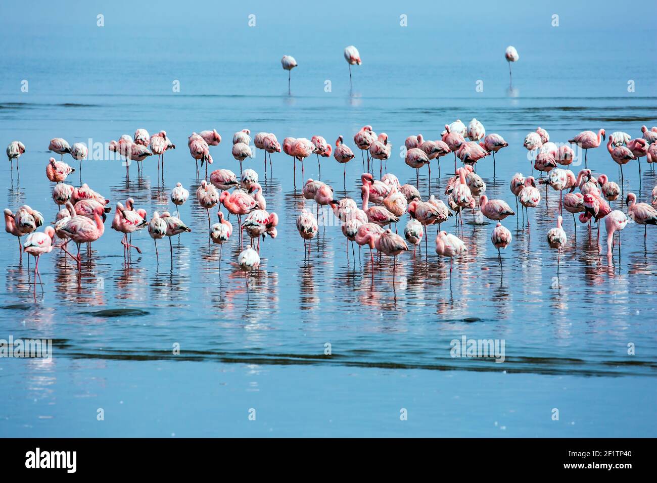Flock of magnificent birds Stock Photo - Alamy