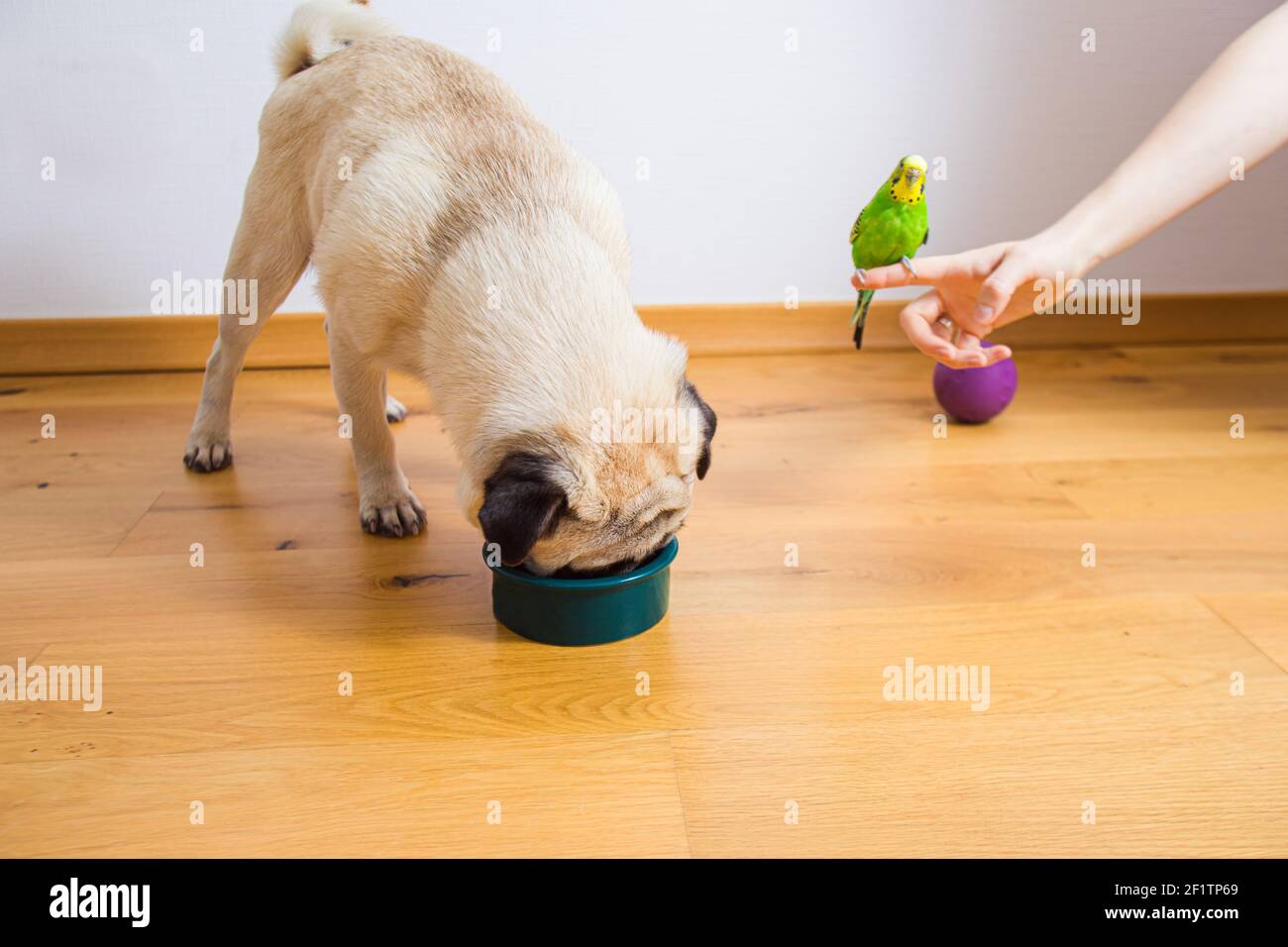 The first meeting of pets - a parrot and a pug Stock Photo - Alamy