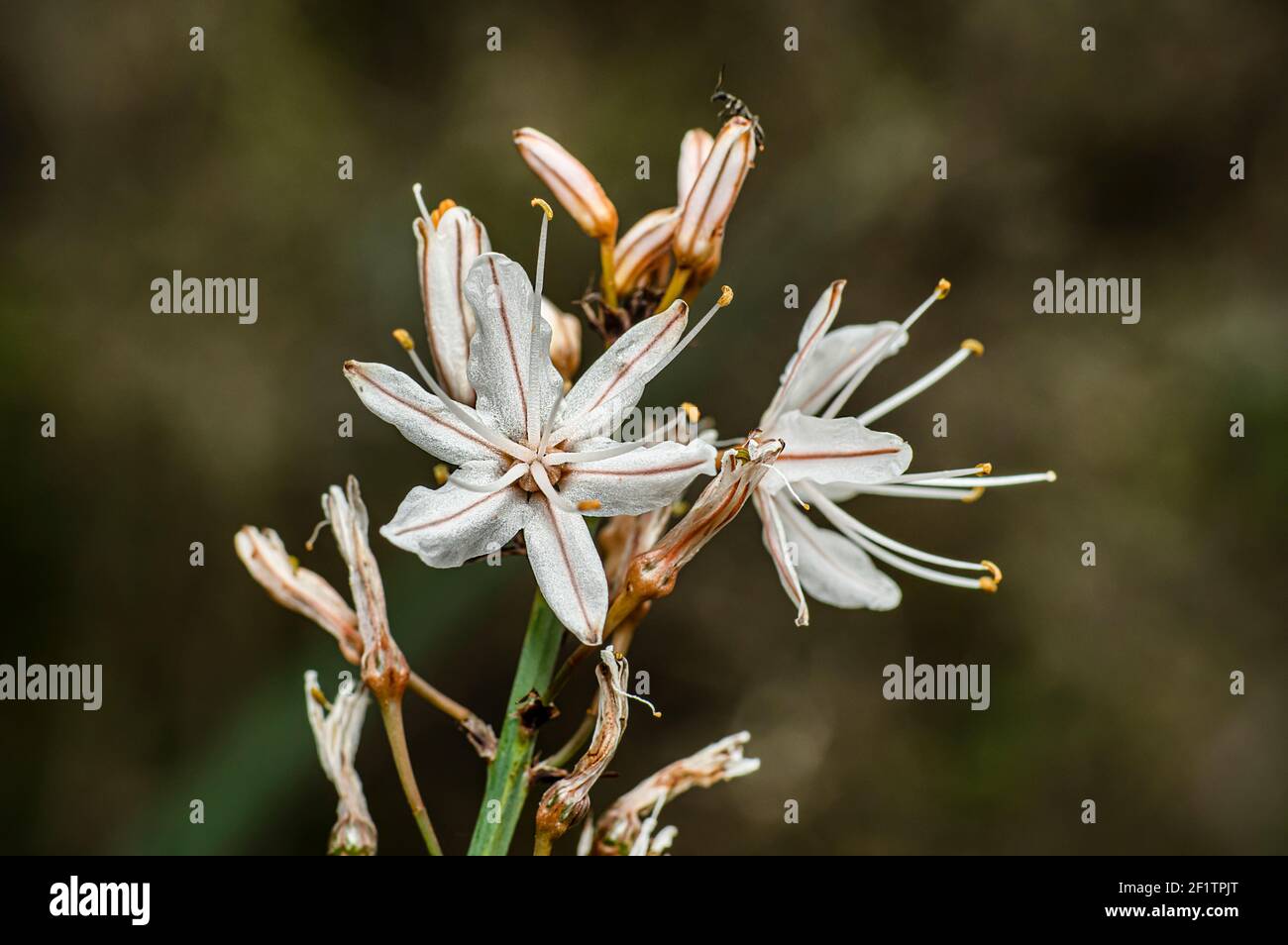 Asphodel Photographed in the Countryside of Sardinia with Selective ...