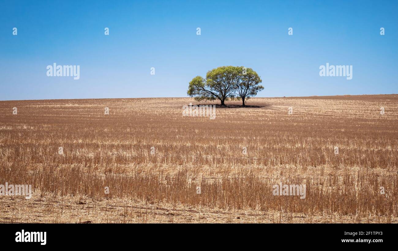 Eucalyptus tree in an Australian landscape scenery Stock Photo - Alamy