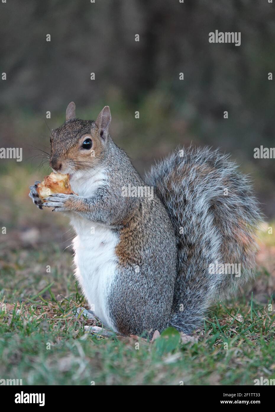 A vertical closeup shot of a squirrel eating a nut Stock Photo - Alamy