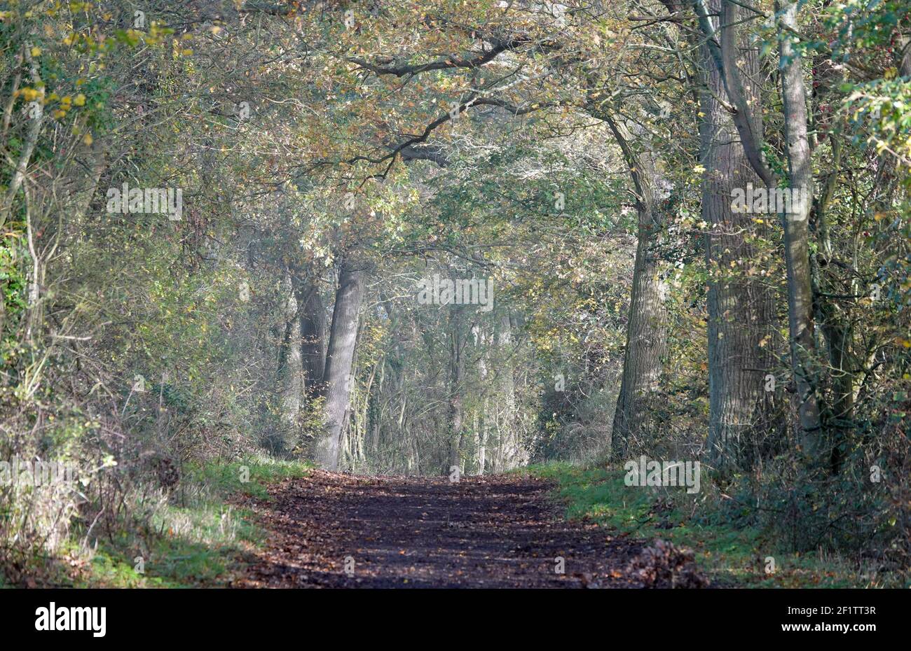 A path through crowded trees in a forest Stock Photo - Alamy