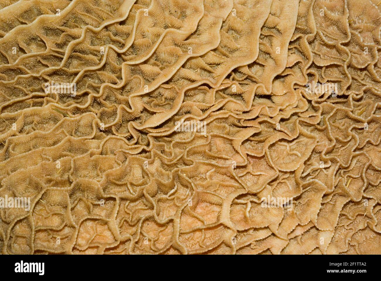 Raw Green Tripe Stock Photo - Alamy