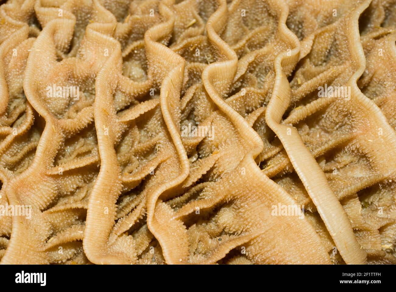 Tripe offal hi-res stock photography and images - Alamy