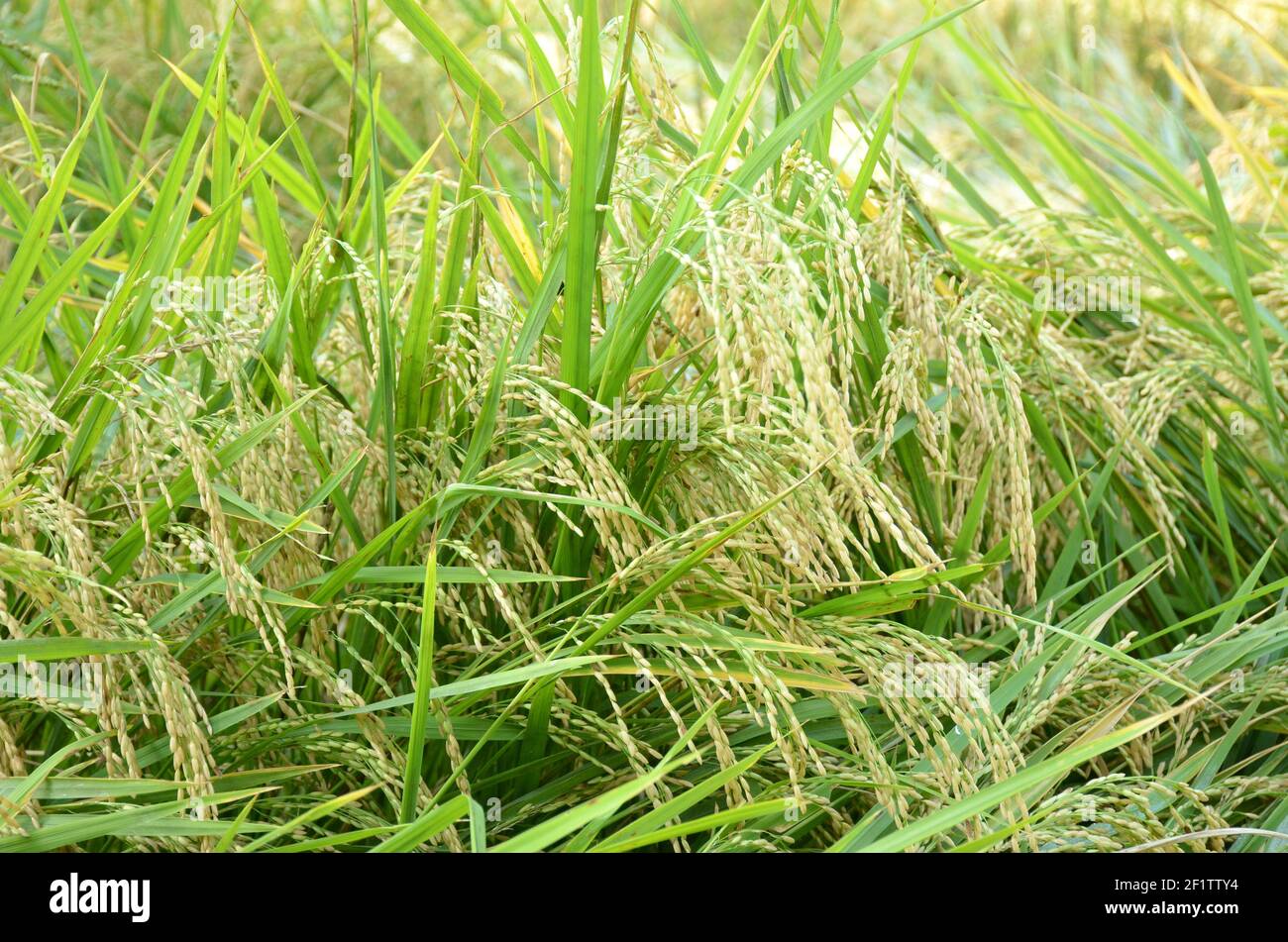 Closeup shot rice plants hi-res stock photography and images - Alamy