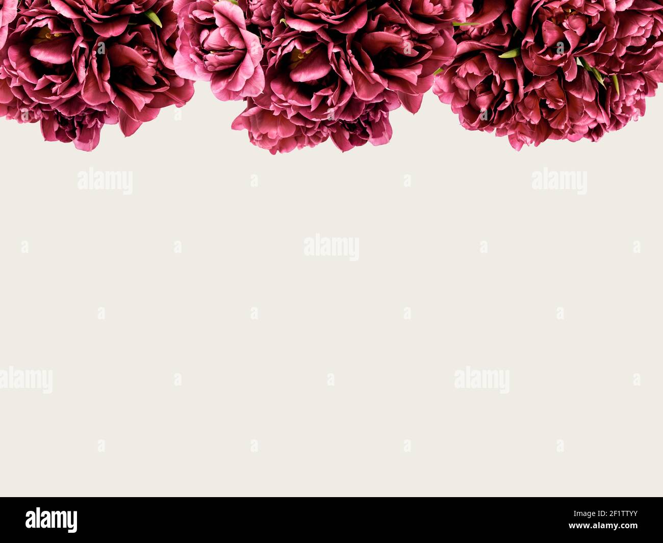Floral frame made of purple peony tulips flowers on white background ...
