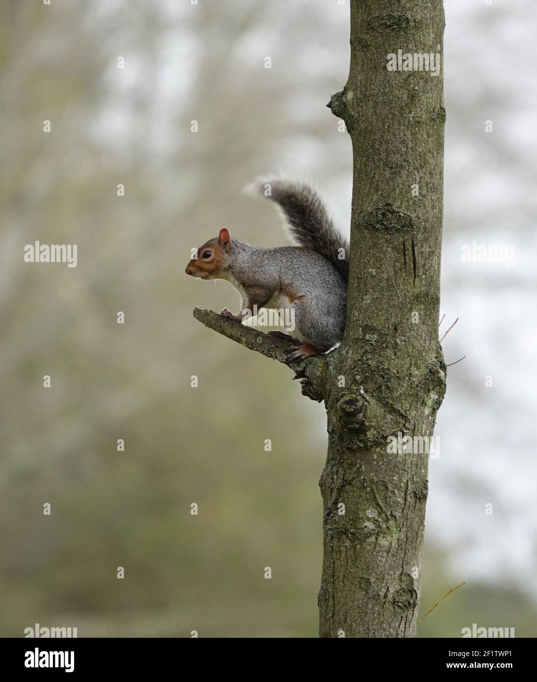 A vertical shot of a squirrel on a short tree branch Stock Photo - Alamy