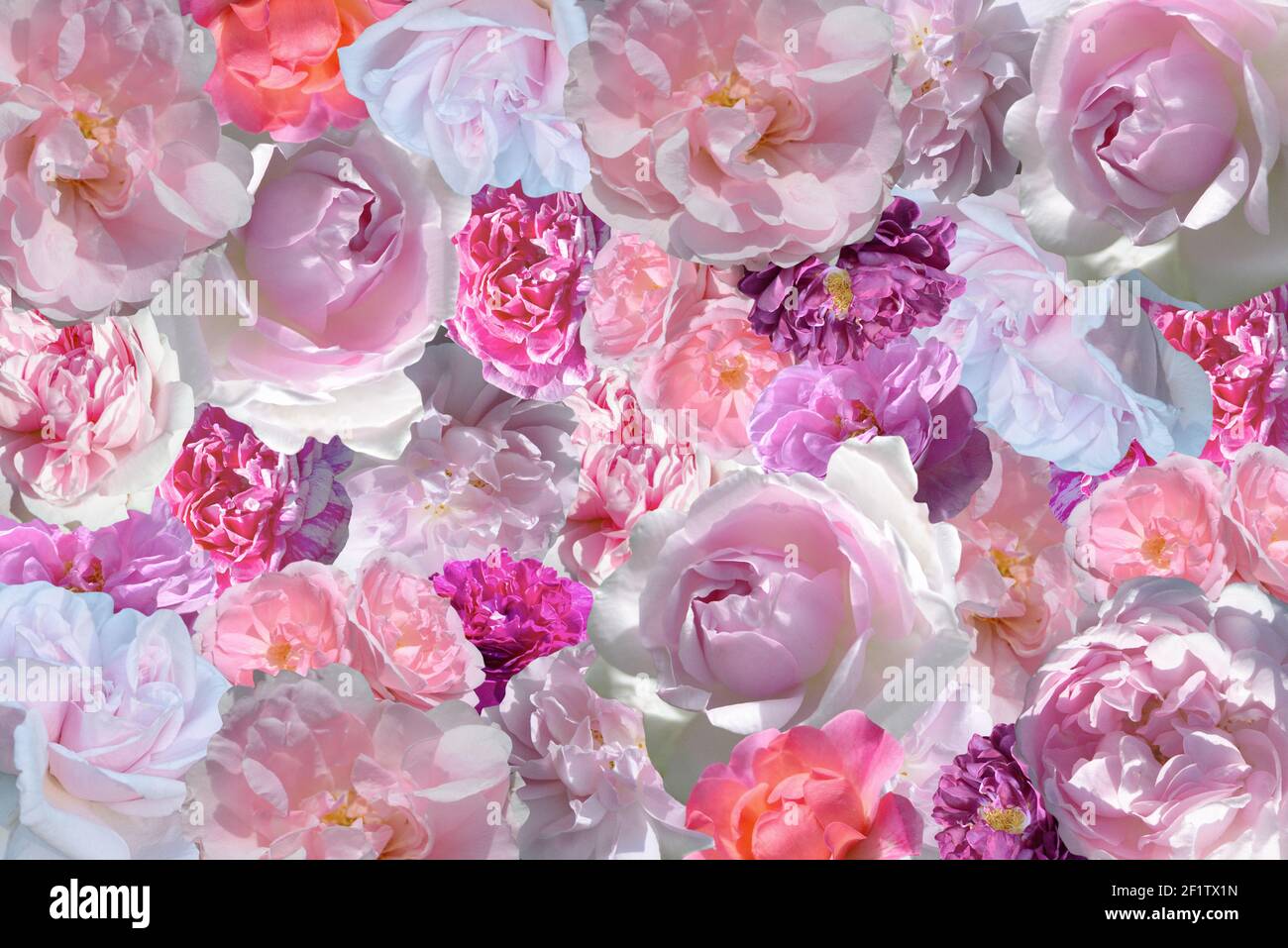 Pink roses background. For wedding invitation, cosmetic, greeting card ...
