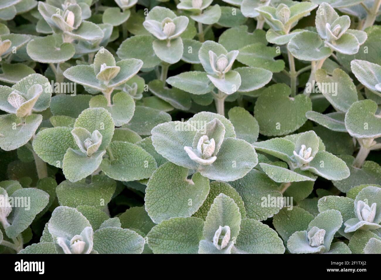 Ballota pseudodictamnus False dittany – silver-green woolly leaves ...